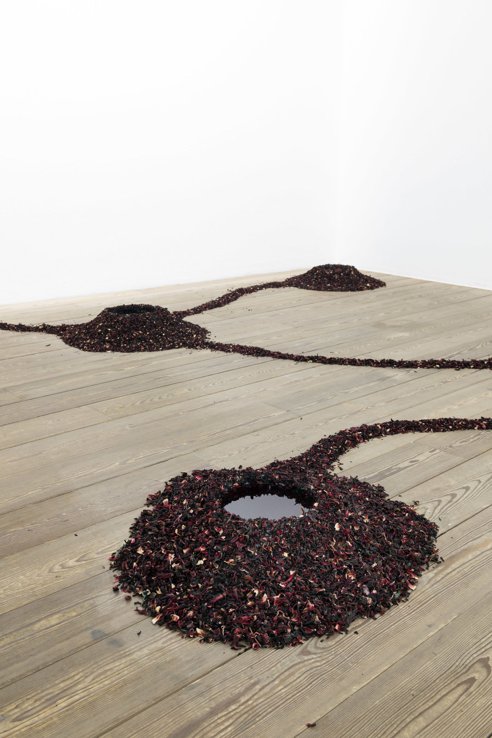 The Insubric Line - Preview